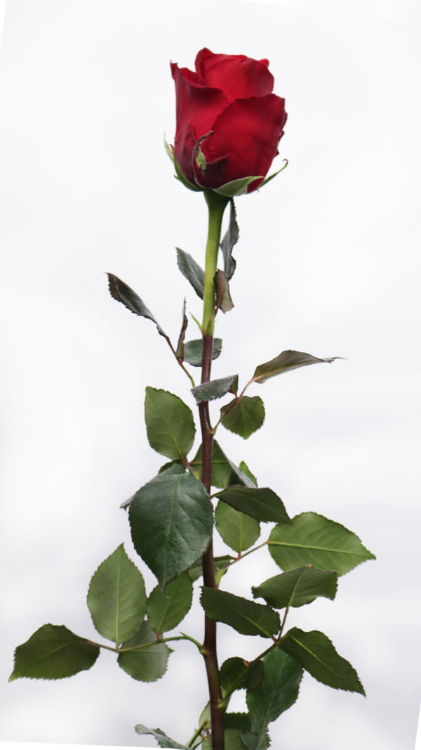 Explorer – Infinity Love Roses