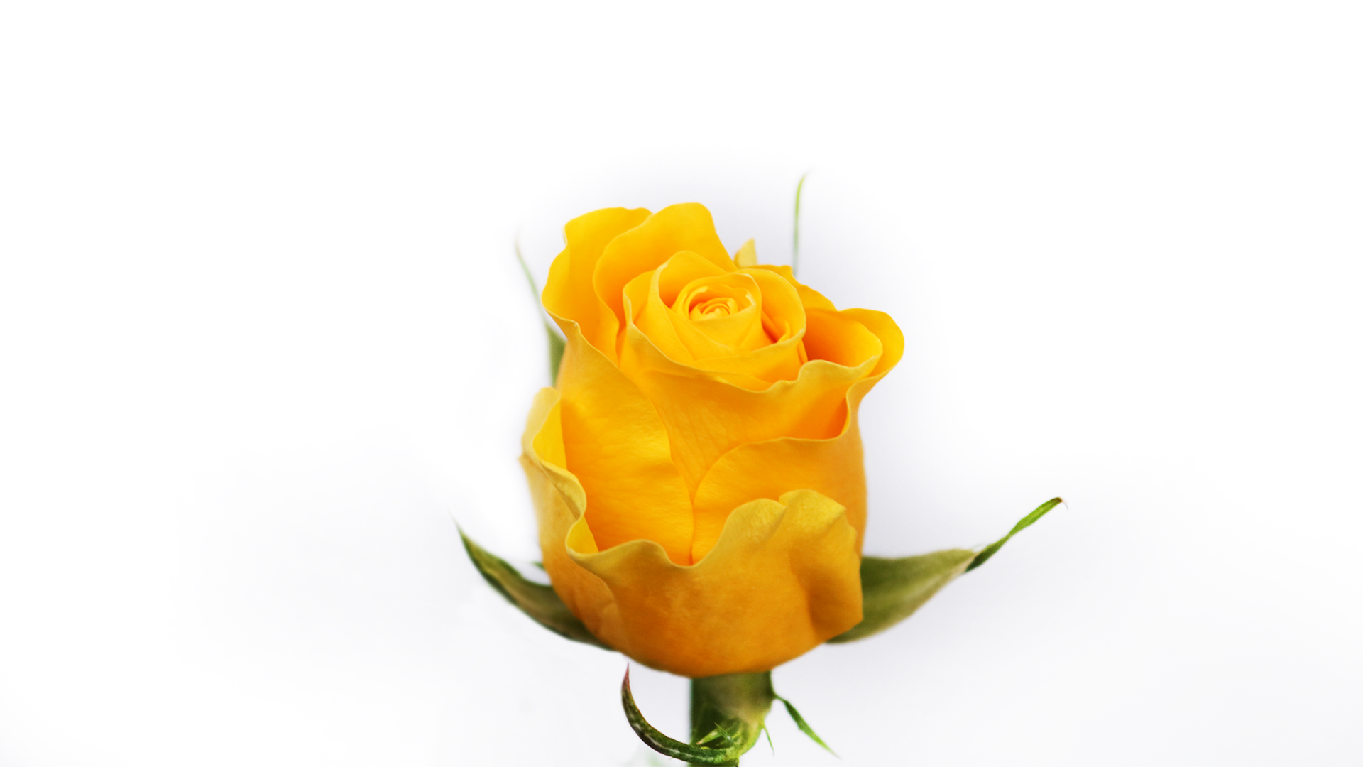 Brighton – Infinity Love Roses