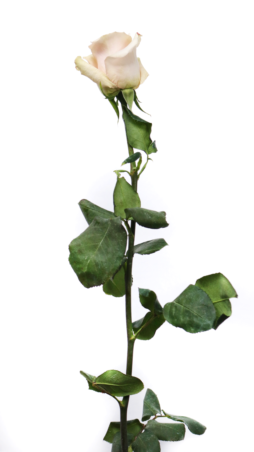 Quick Sand – Infinity Love Roses