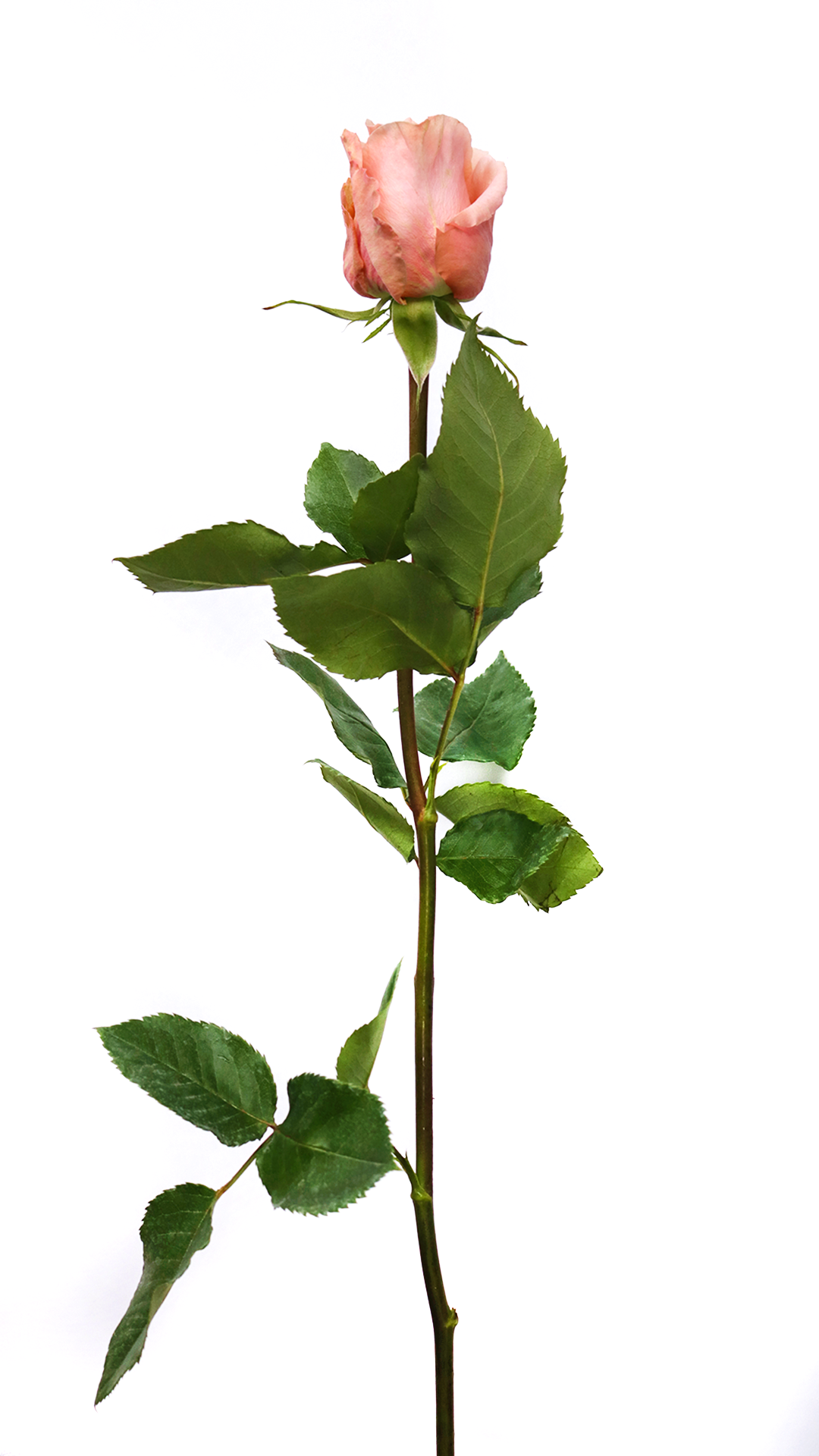 Shimmer – Infinity Love Roses