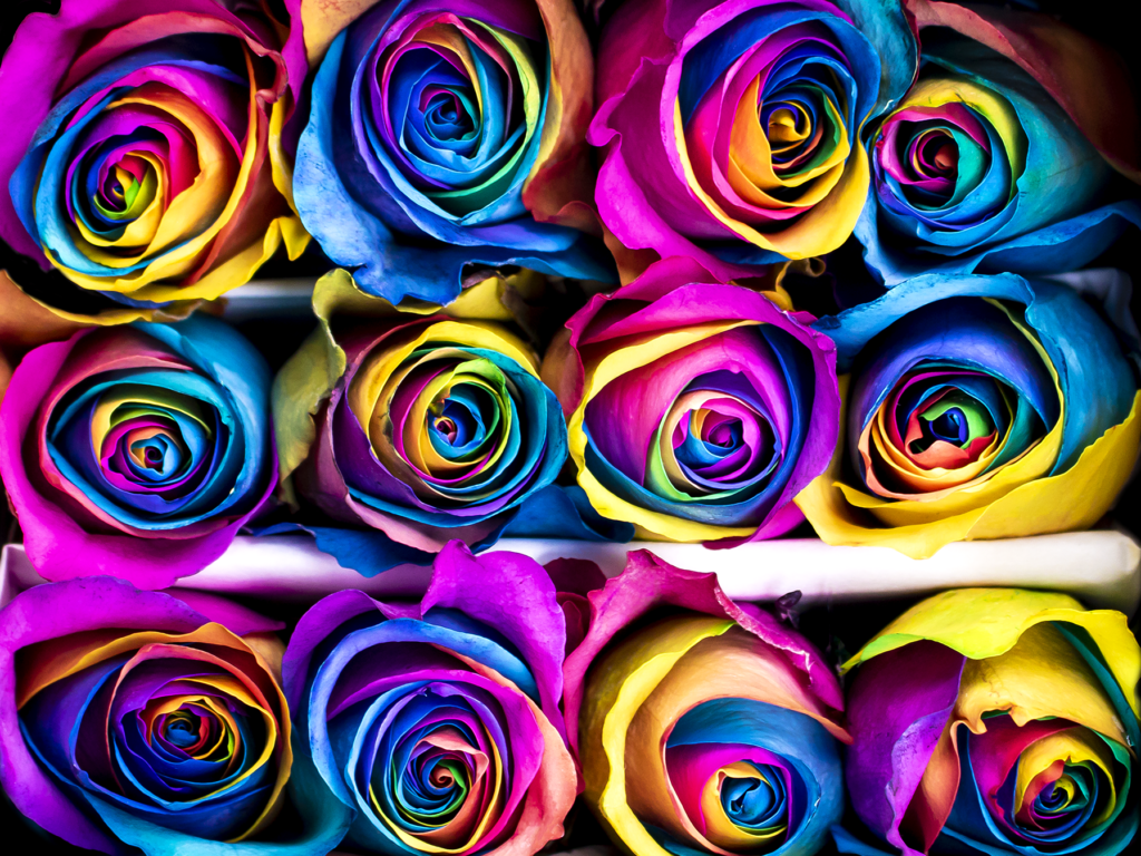 Rainbow – Infinity Love Roses