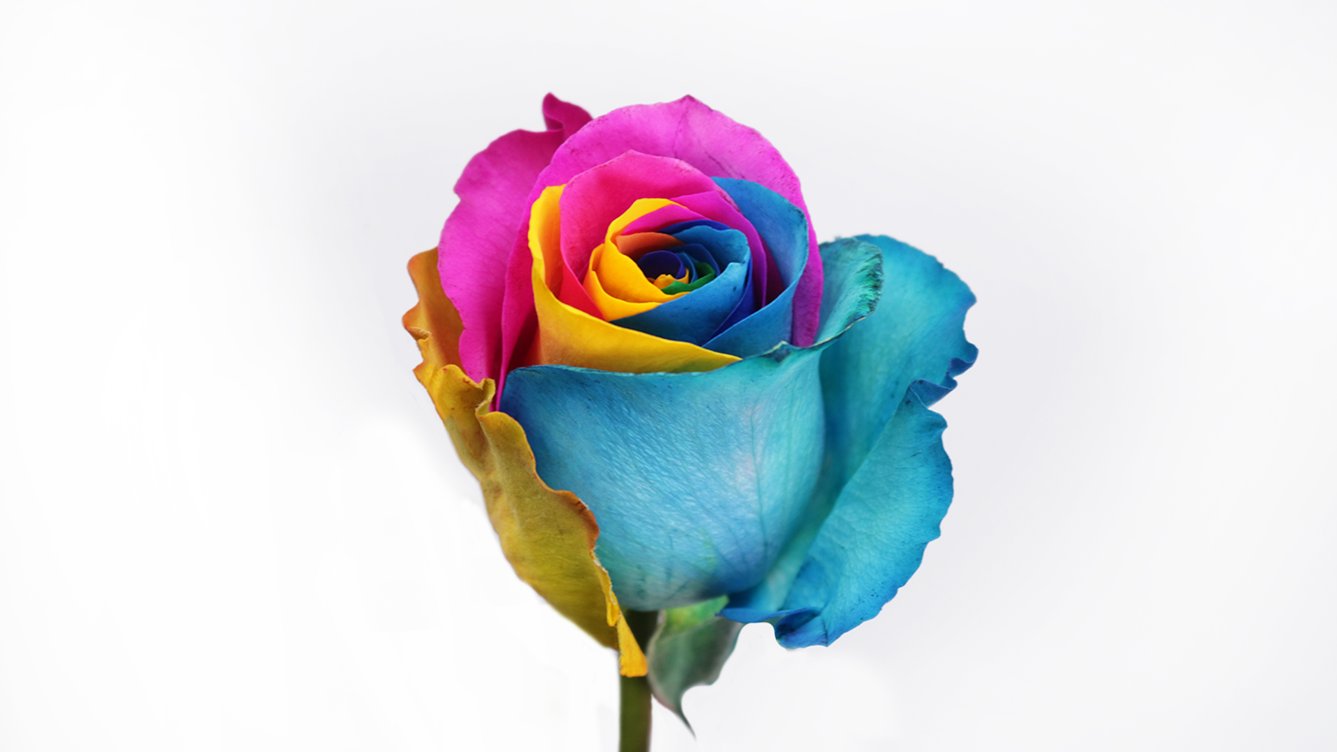 Rainbow – Infinity Love Roses