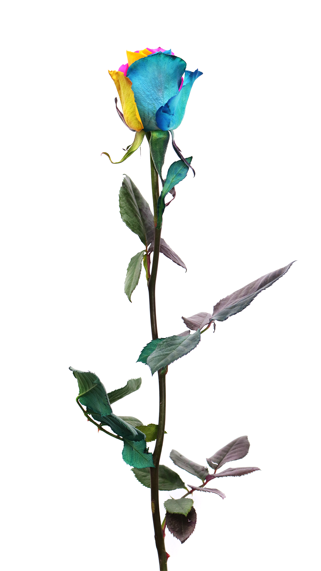 Rainbow – Infinity Love Roses