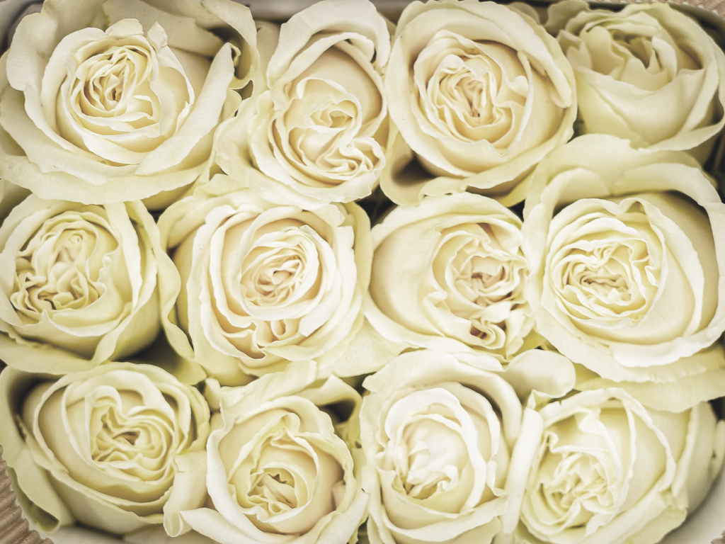 Playa Blanca – Infinity Love Roses