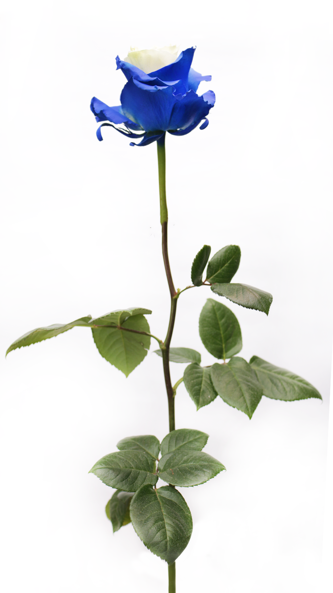 Blue White – Infinity Love Roses