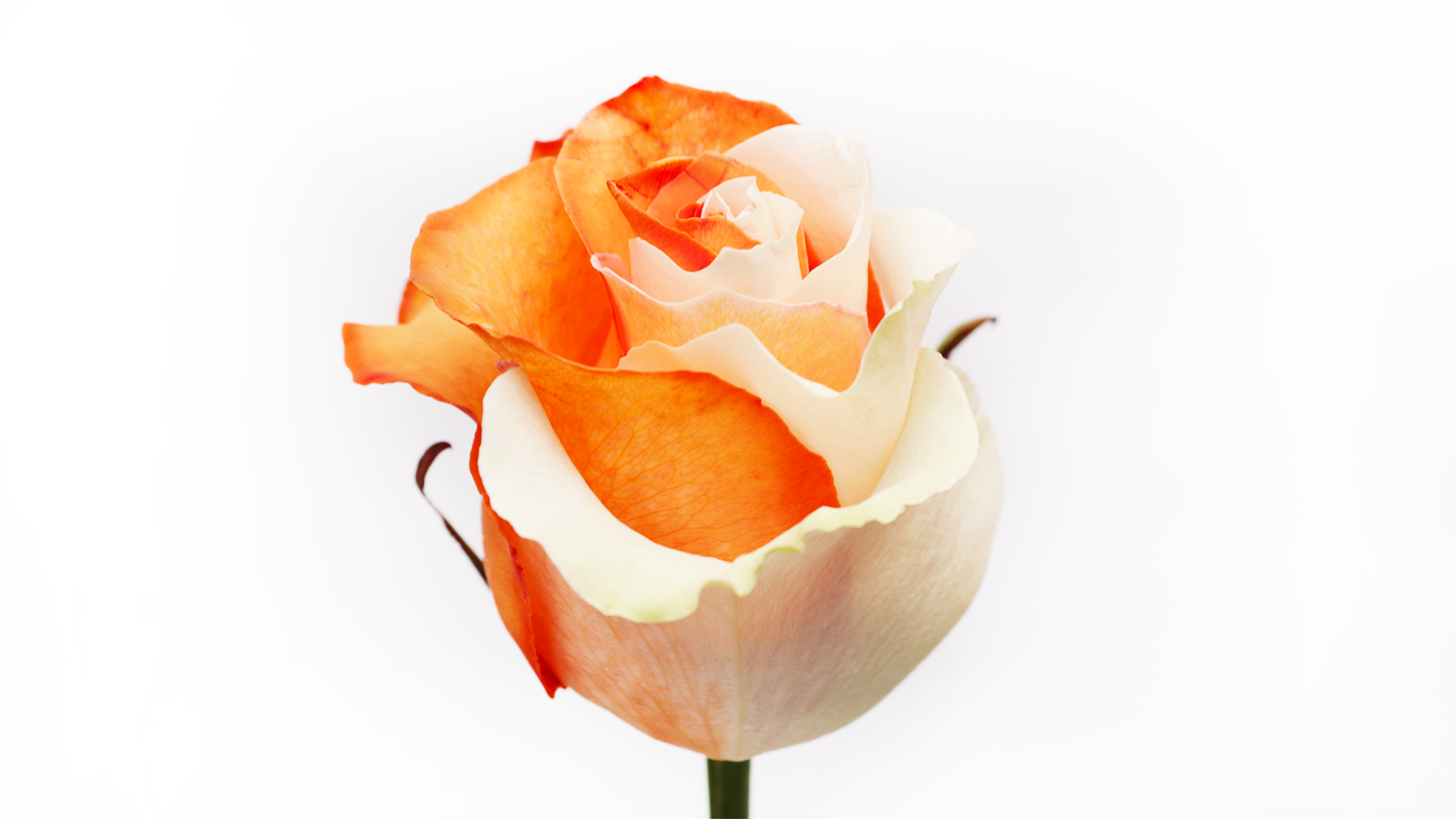 Orange White – Infinity Love Roses