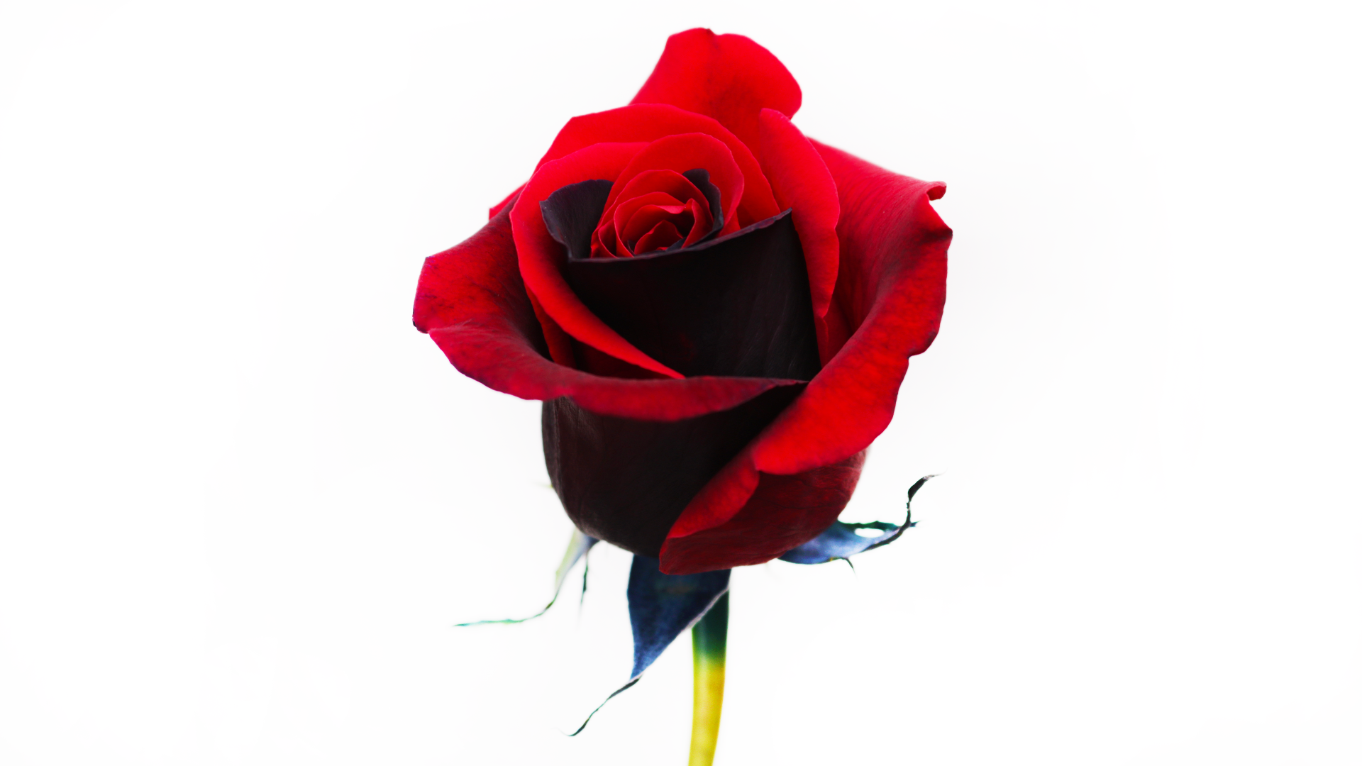 Red Black – Infinity Love Roses