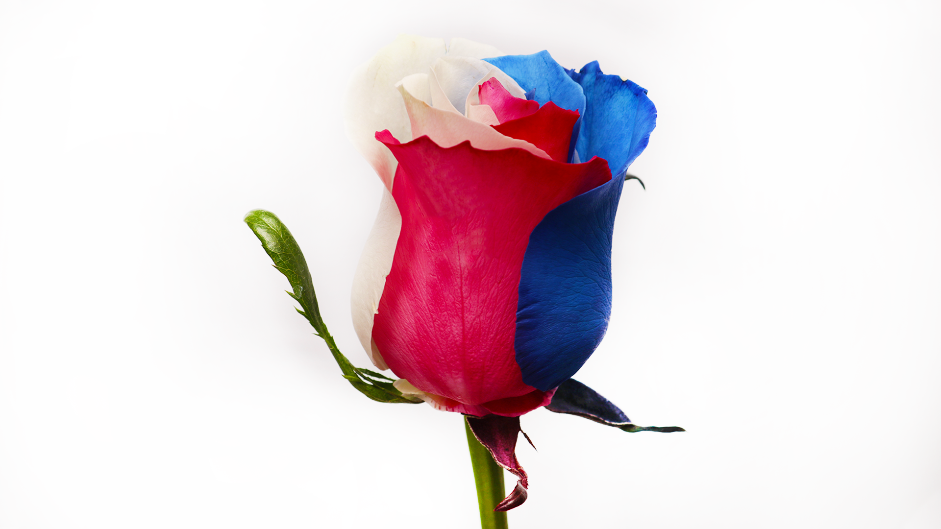 Patriot – Infinity Love Roses