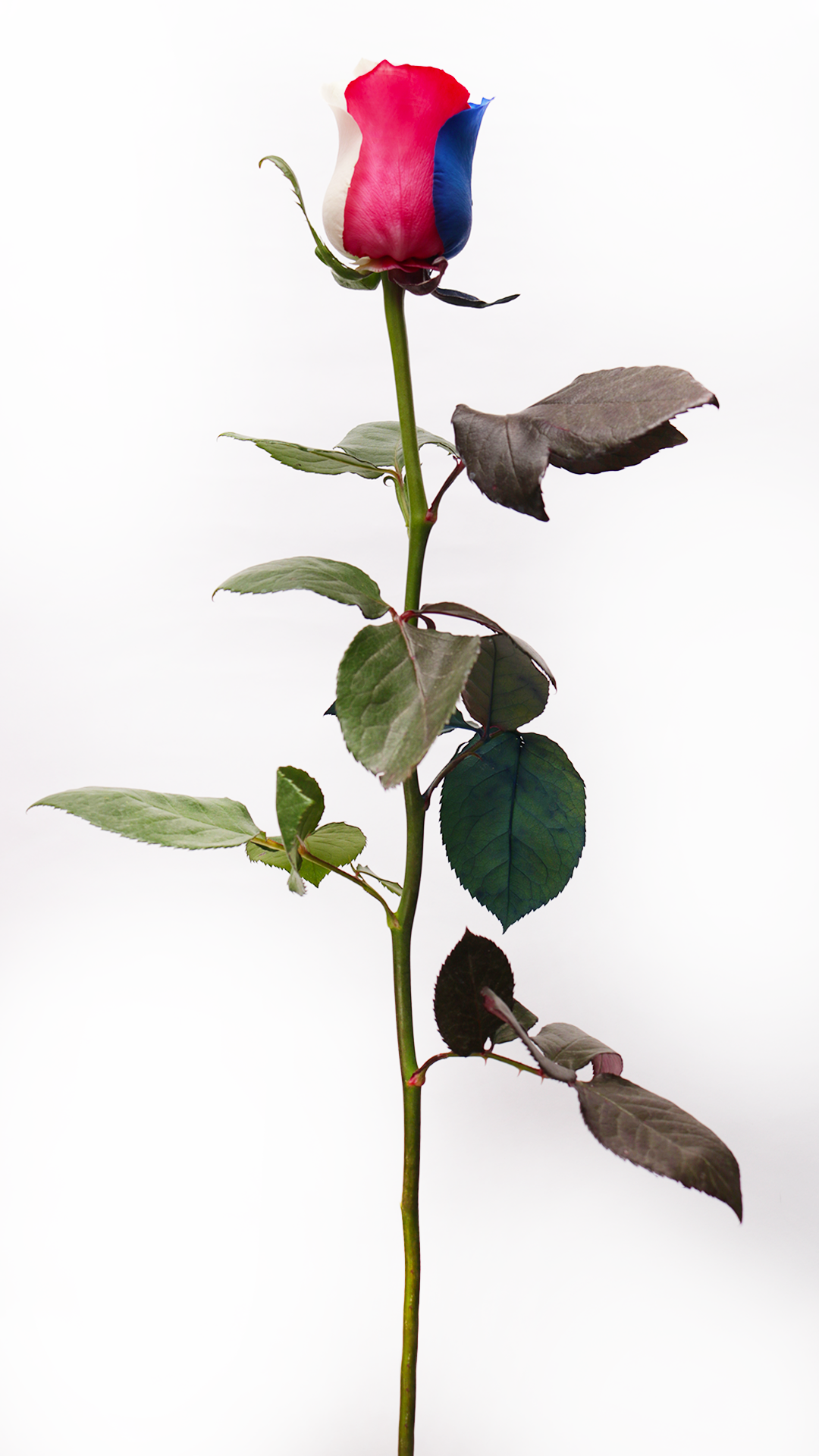 Patriot – Infinity Love Roses