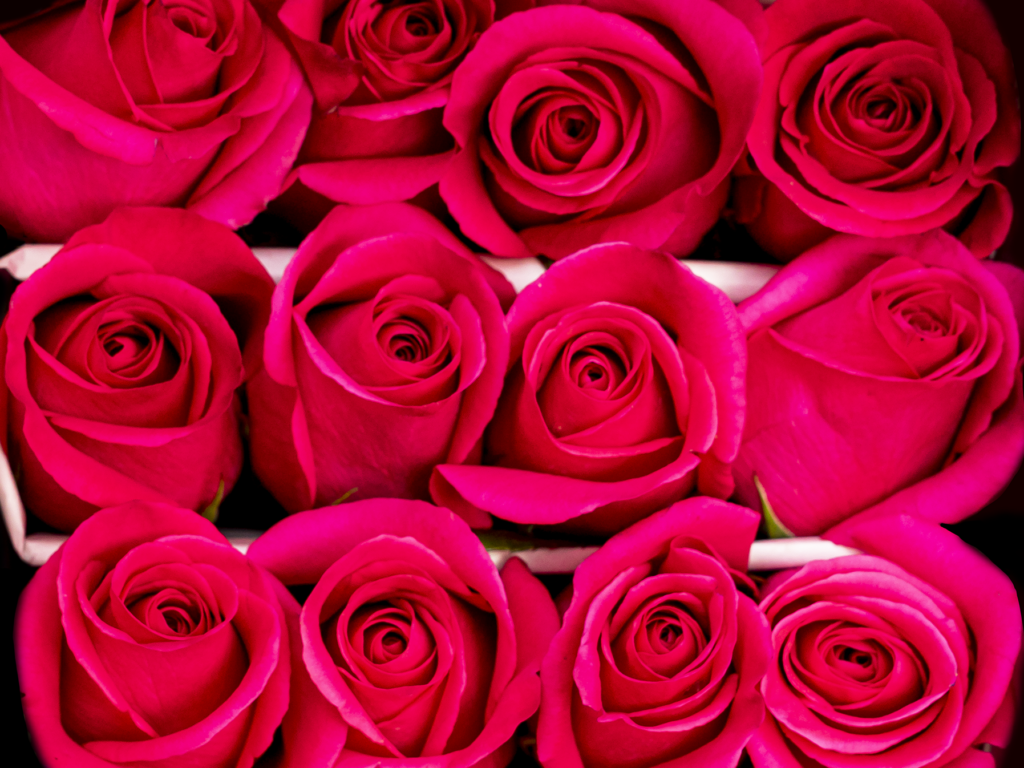 Pink Floyd – Infinity Love Roses