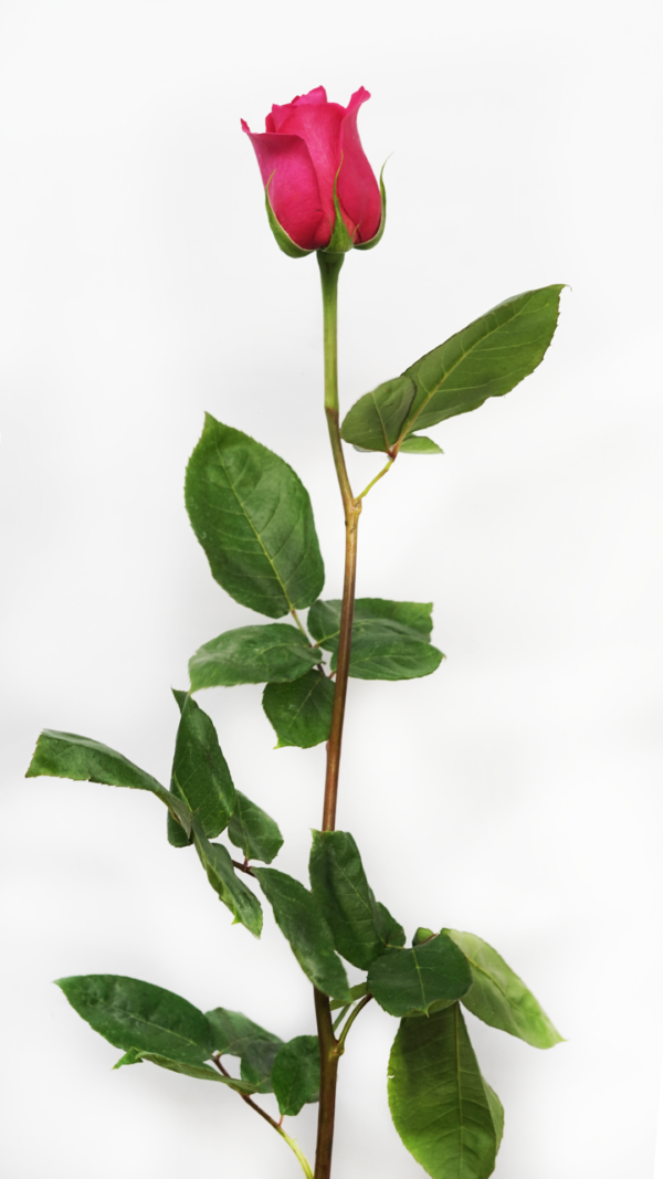 Pink Floyd – Infinity Love Roses