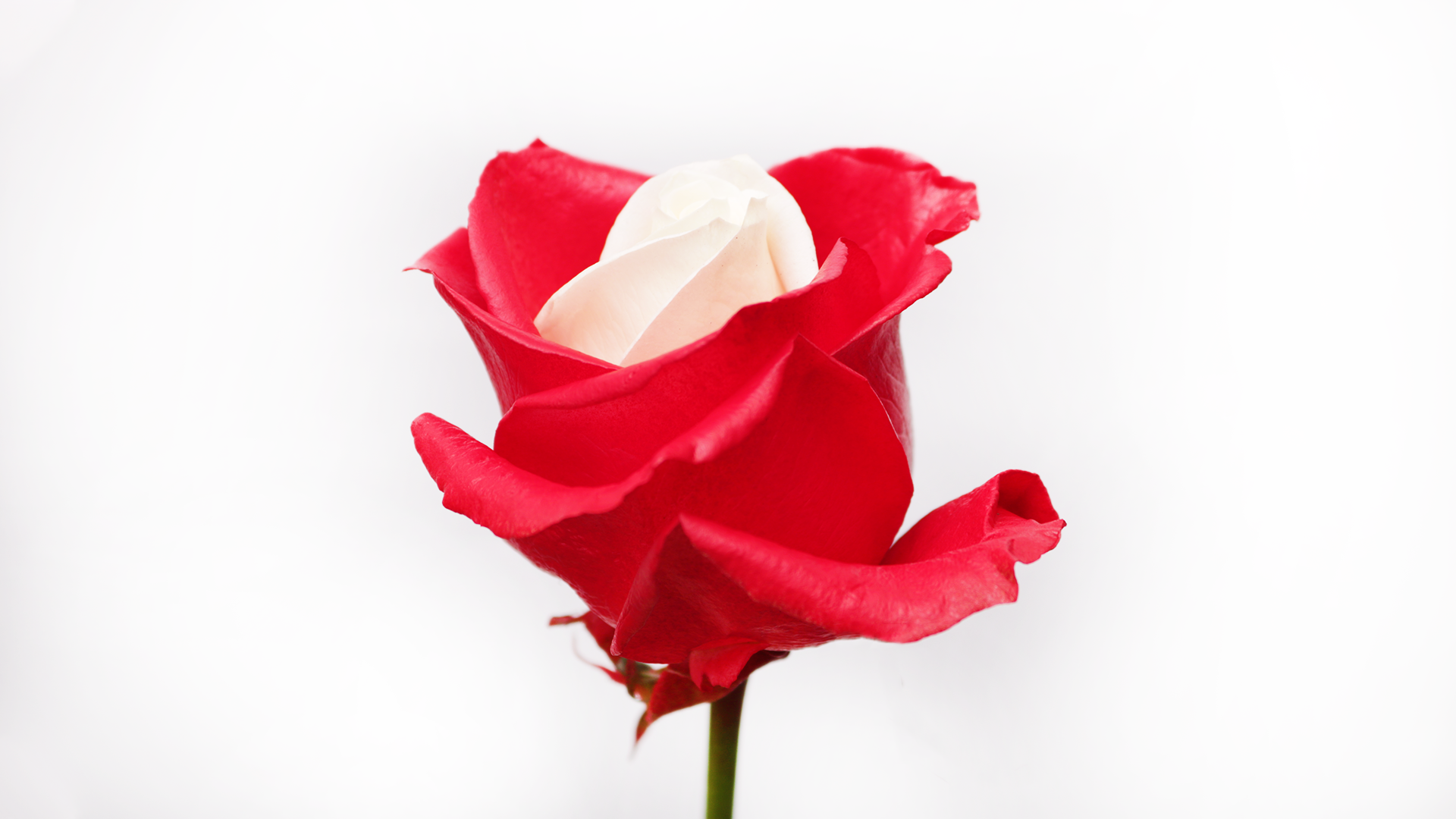 Red White – Infinity Love Roses