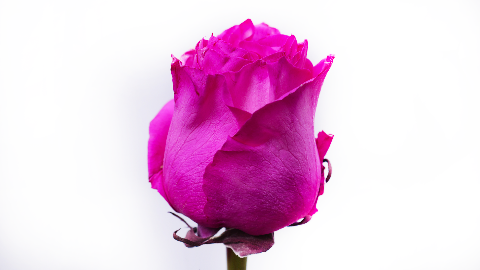 Pink – Infinity Love Roses