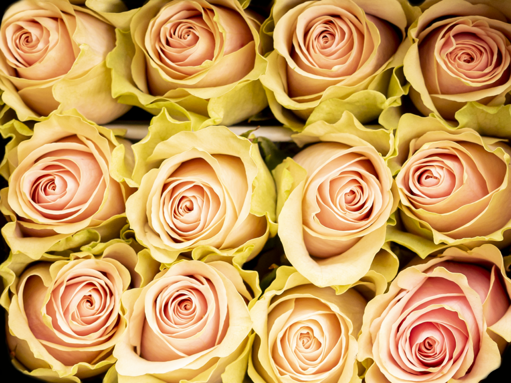 Frutetto – Infinity Love Roses