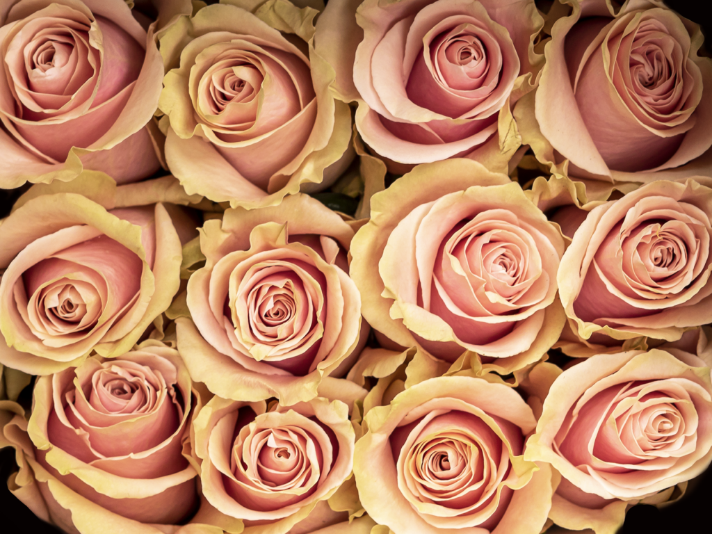 Pink Mondial – Infinity Love Roses