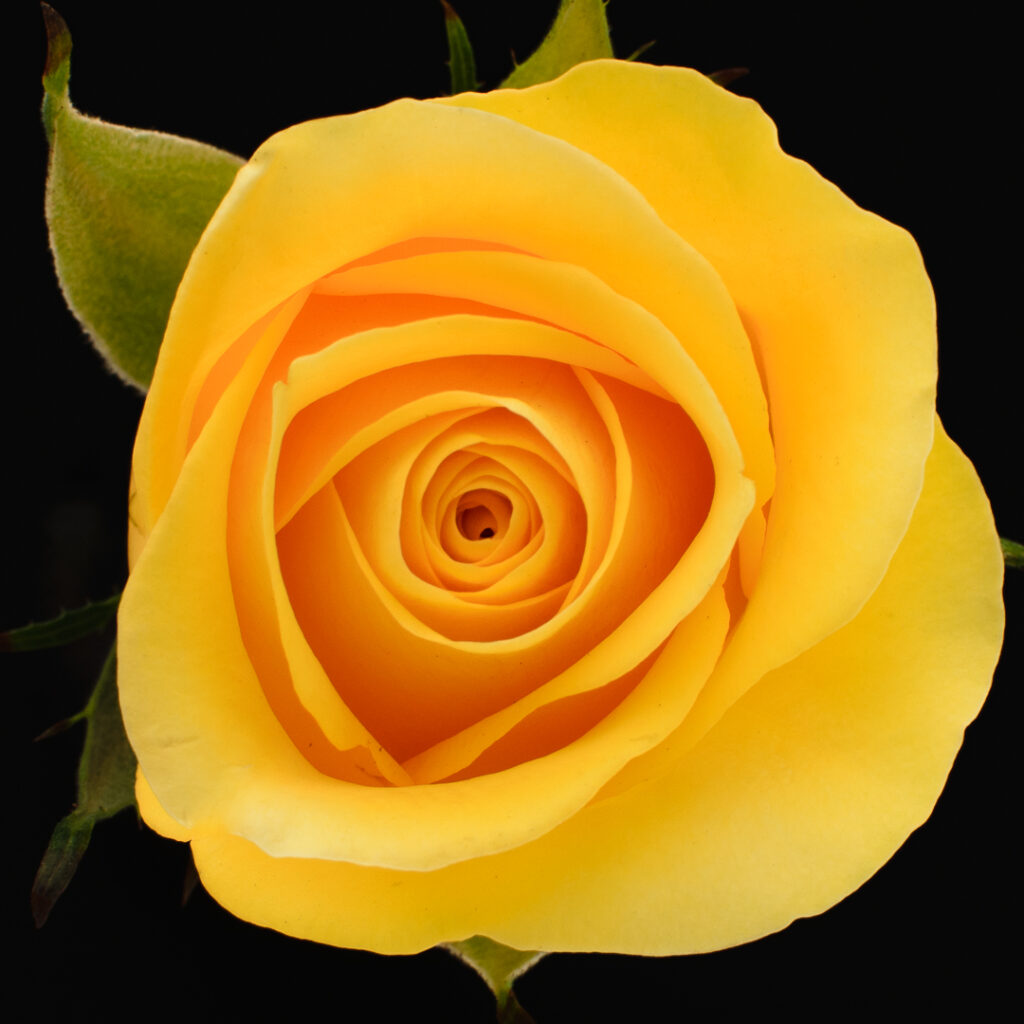 Brighton – Infinity Love Roses