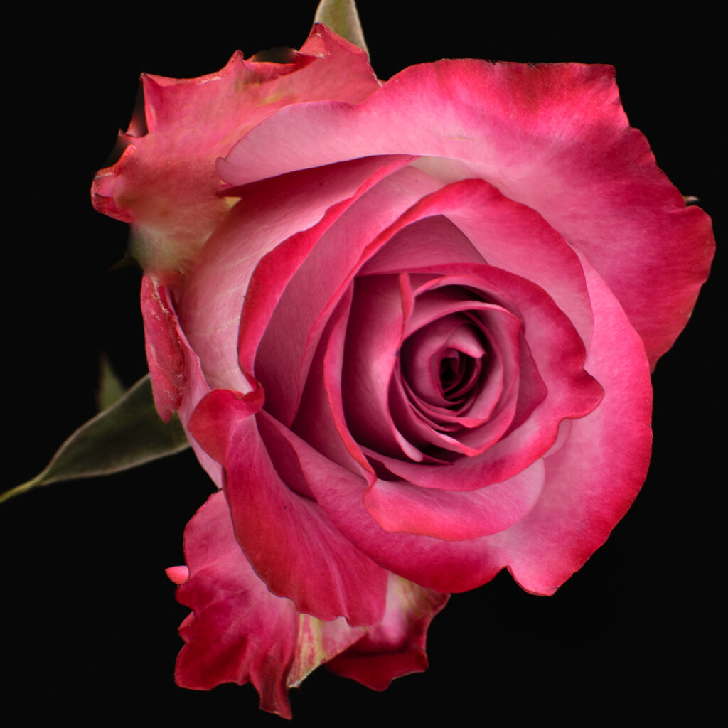 Deep Purple – Infinity Love Roses