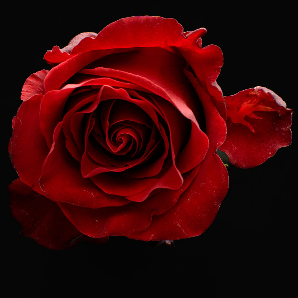 Explorer – Infinity Love Roses