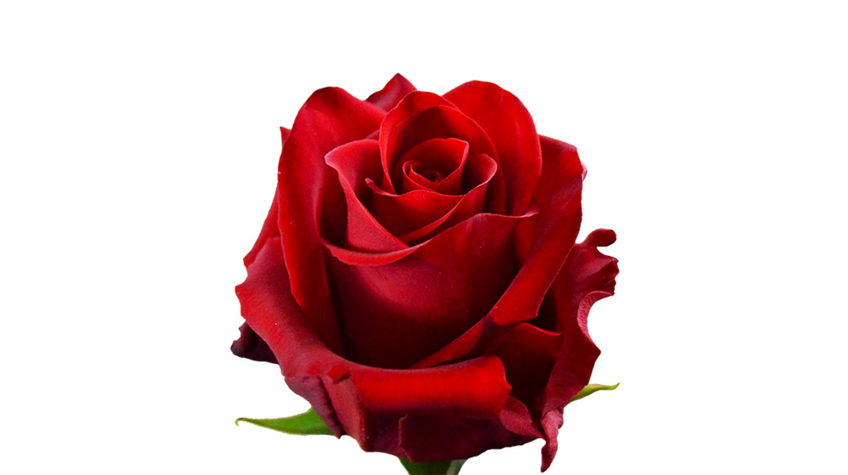 Explorer – Infinity Love Roses