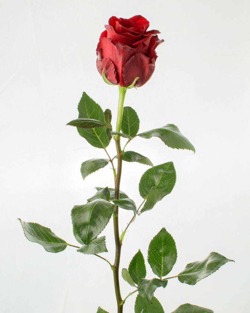 Explorer – Infinity Love Roses