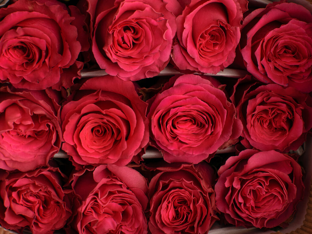 Pink Floyd – Infinity Love Roses