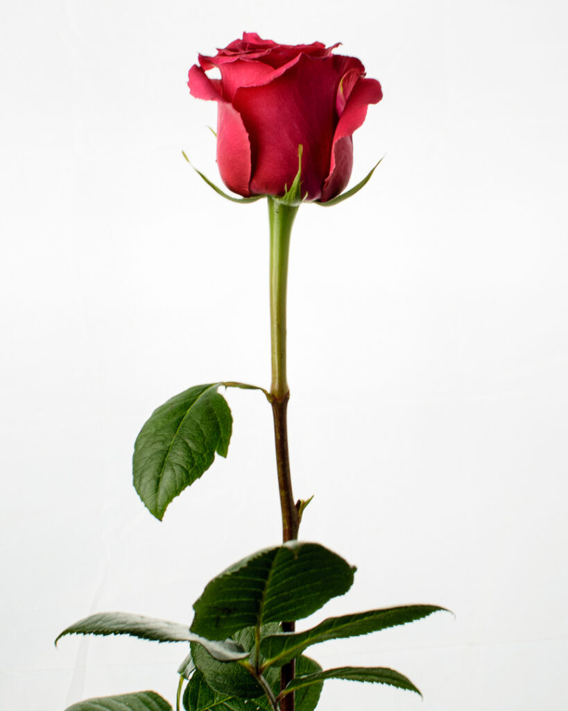 Pink Floyd – Infinity Love Roses