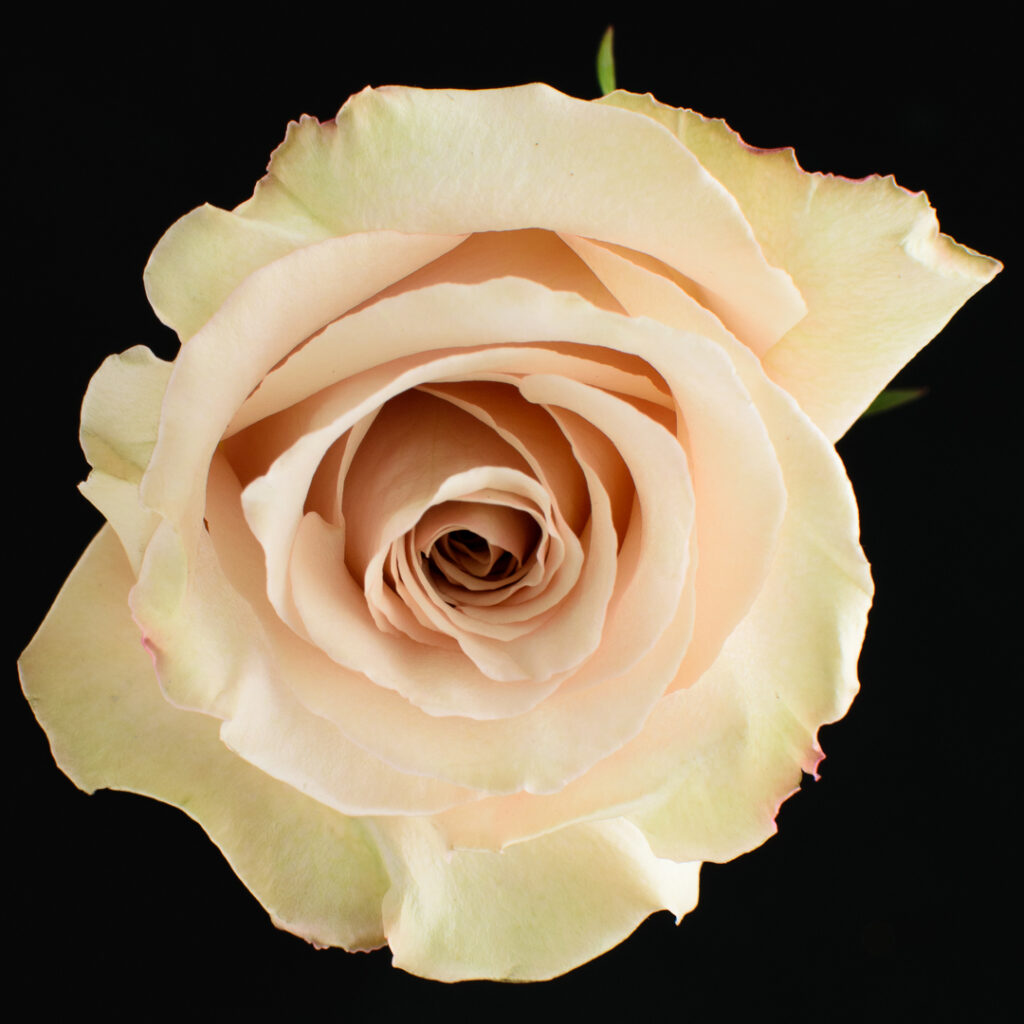 Quick Sand – Infinity Love Roses