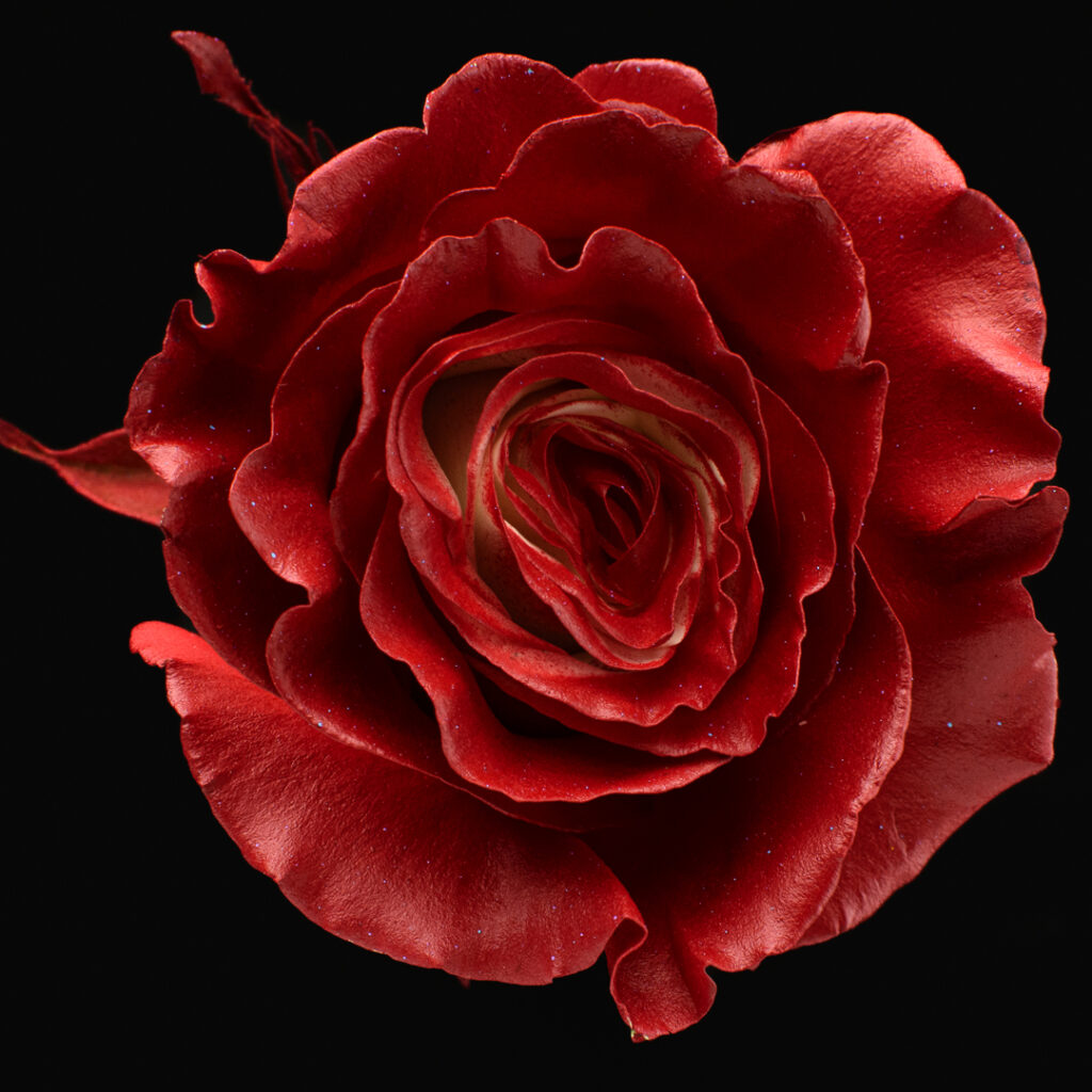 Absolut Red – Infinity Love Roses