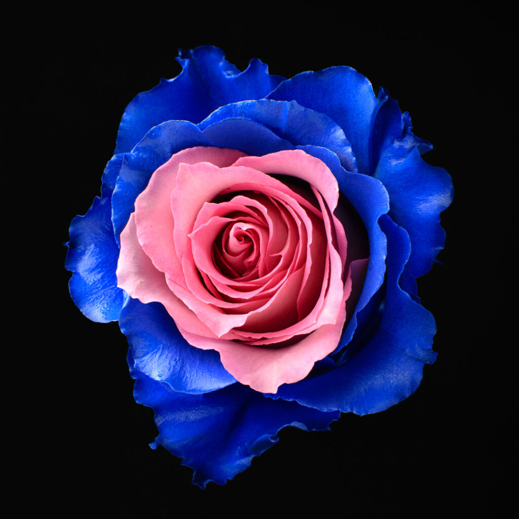 Hot Pink Blue – Infinity Love Roses