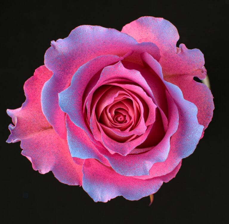 Pink Expression – Infinity Love Roses