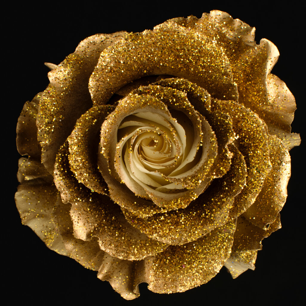 Shiny Gold – Infinity Love Roses