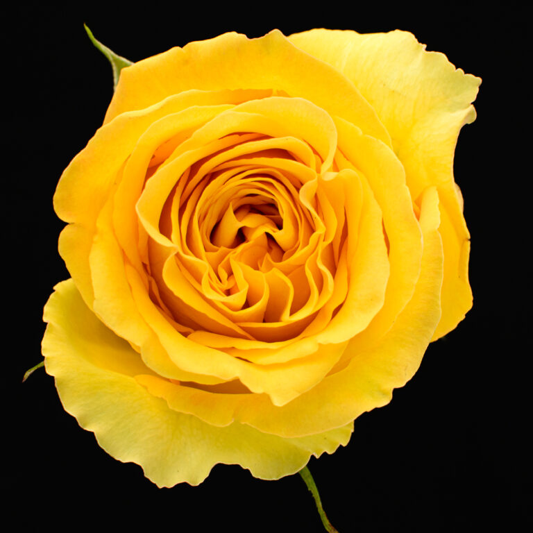 Bikini – Infinity Love Roses